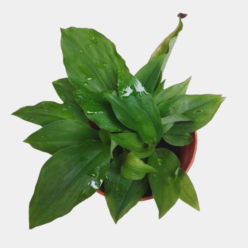 Pokok Cekur Hijau Kencur Hidup Herba Live Plants | Shopee Malaysia