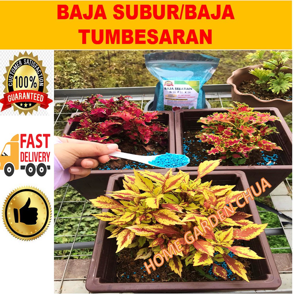 🔥🔥[READY STOCK]🔥🔥 BAJA ATI/BAJA KELADI/BAJA SEBATIAN/BAJA HIJAU/BAJA ...