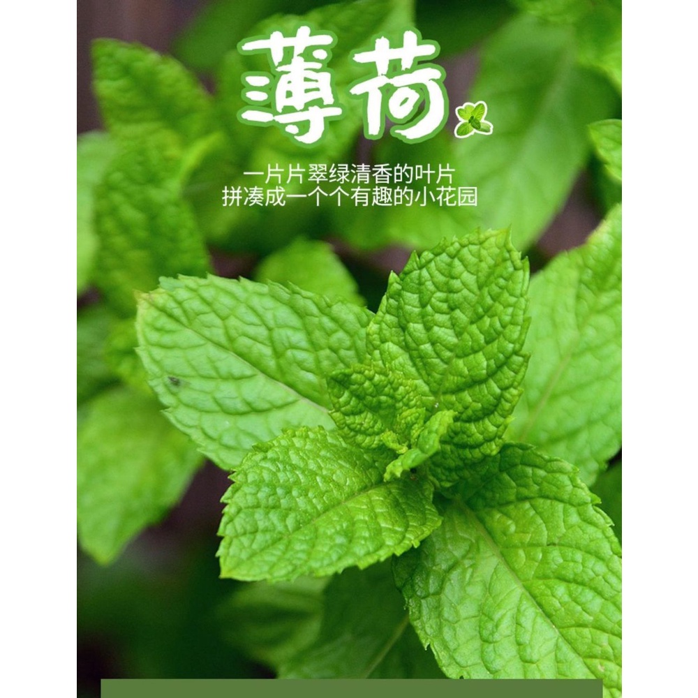 Biji Benih Bunga/ Biji Bernih Edible Mint (120 Seeds )/ Mint Seeds ...