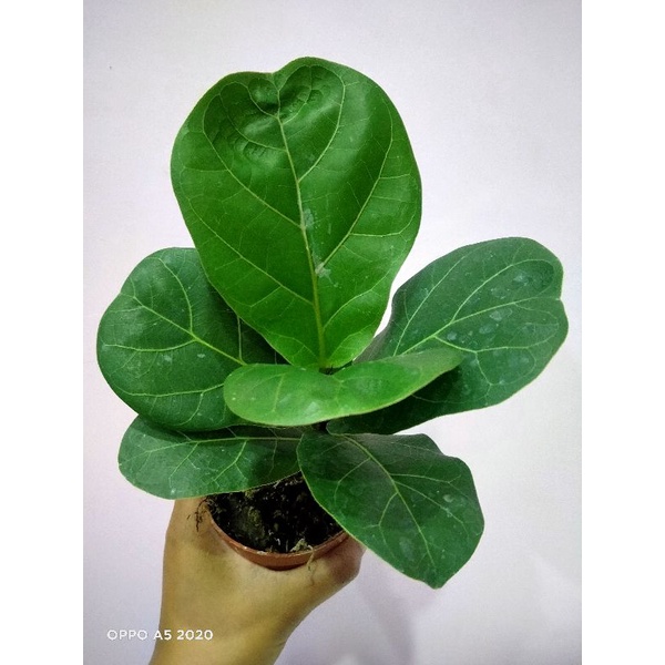 Fiddle Leaf Fig (Real Plant) | Shopee Malaysia