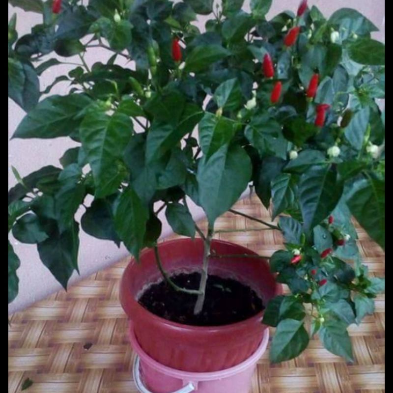 pokok cili api/cabainmelaka/ tomato/ulam raja/kunyit/kesum/cabai besar ...