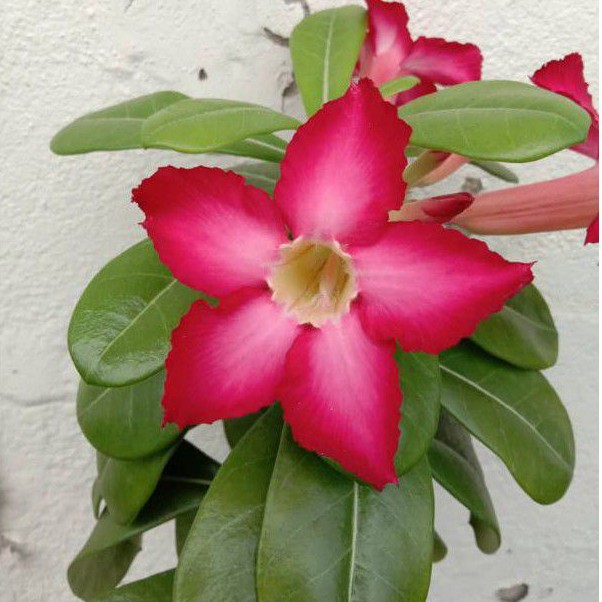 Anak Pokok Adenium / Bunga Kemboja / 富贵花 | Shopee Malaysia