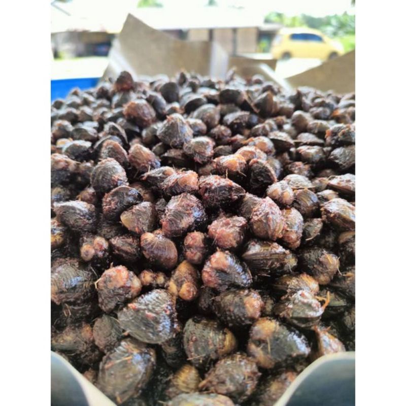 ETOK SALAI ORI KELANTAN🔥(Wajib add on ICEBOX) | Shopee Malaysia