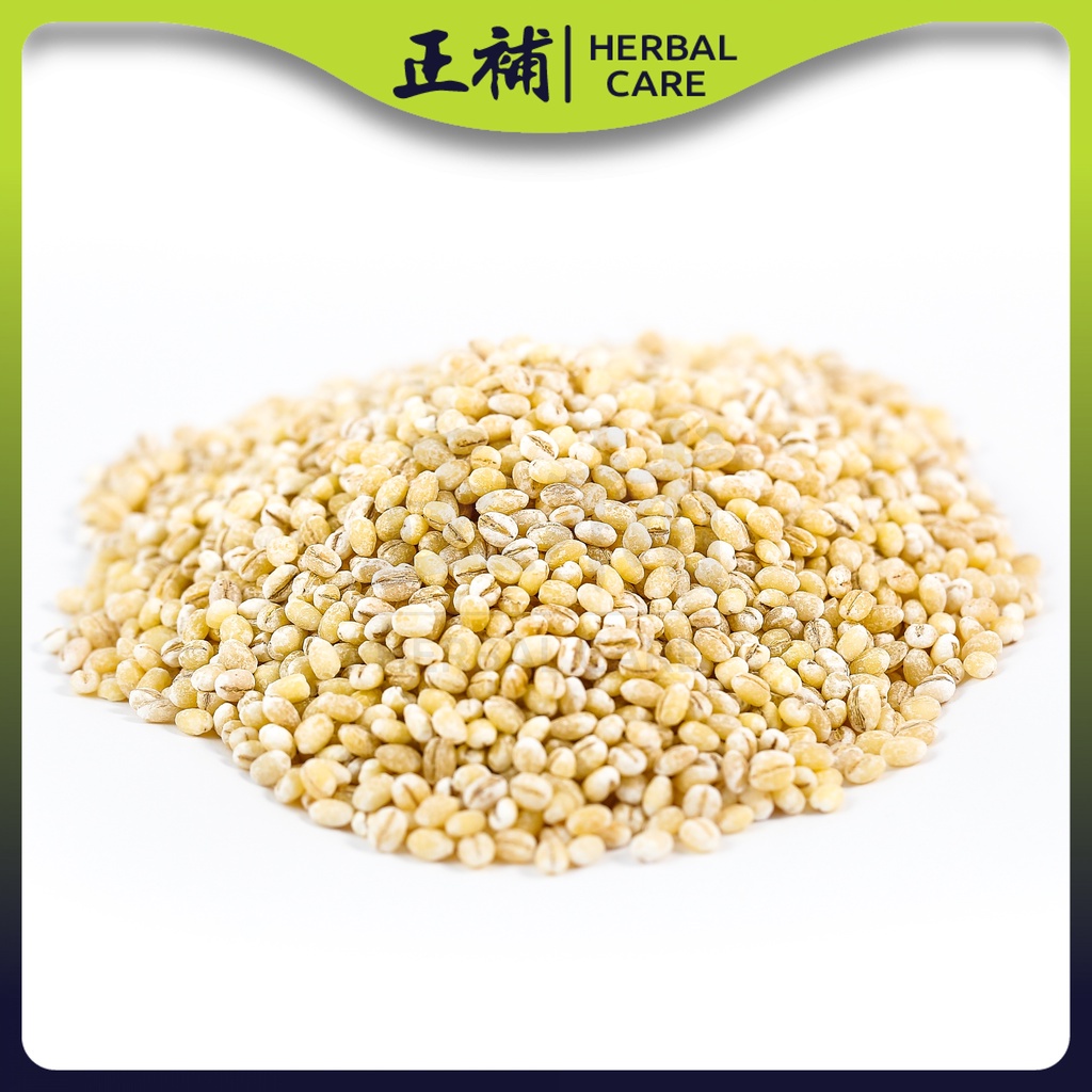 Barli Pearl Barley Beras Barli Putih 洋薏米 Hordeum vulgare Herbal Care ...