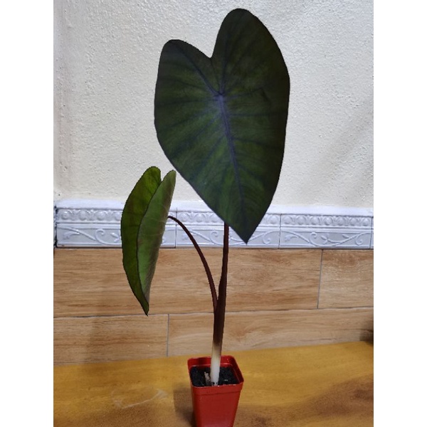 Caladium Black Magic / Black Illustris Caladium | Shopee Malaysia