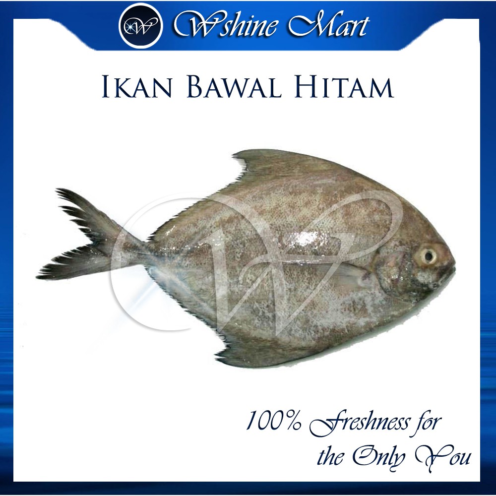 [100% Segar] Ikan Bawal Hitam / Black Pomfret (1 Ekor) - FREE KOTAK ICE ...
