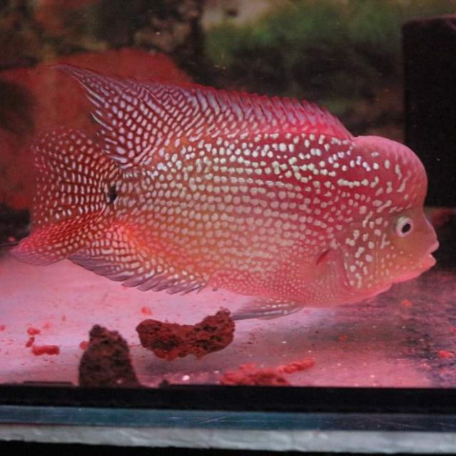 Flowerhorn red kamfa | Shopee Malaysia