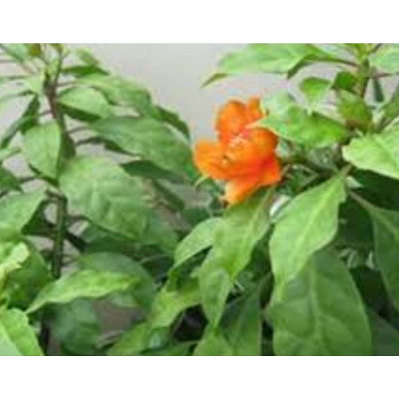 anak pokok herba jarum tujuh /anak Pokok 7 Bintang bunga oren七星针(Anti ...