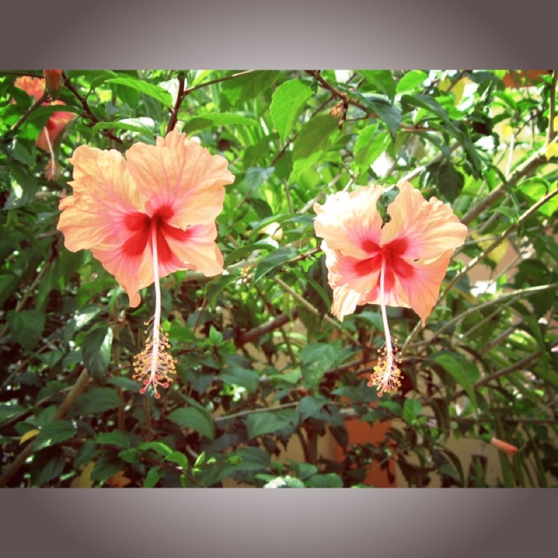 Pokok Bunga Raya Kampung dalam polybag ( pelbagai warna ) | Shopee Malaysia