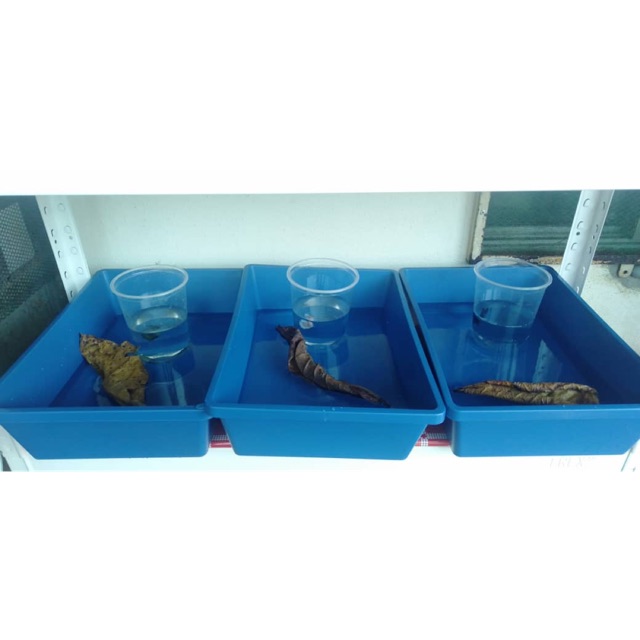 💥💥💥Bekas Sesuai Untuk Breed Ikan Laga💥💥💥 | Shopee Malaysia