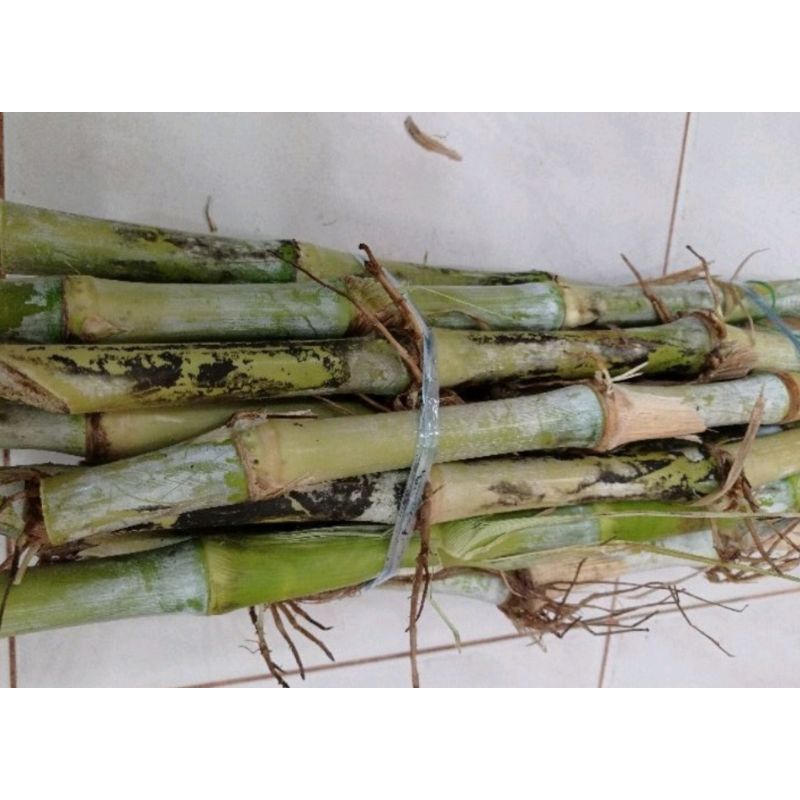 💥Hot Selling 5KG Benih Napier. Rumput Napier | Shopee Malaysia
