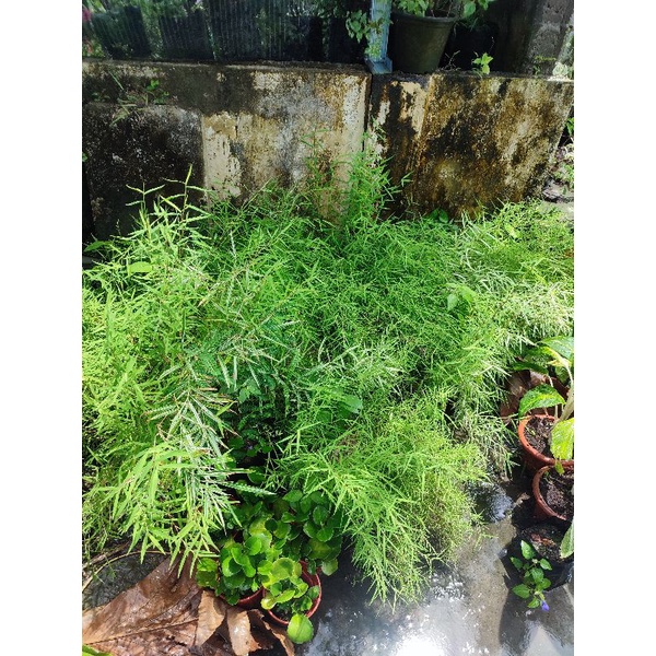 Pokok buluh perindu asli [original] | Shopee Malaysia