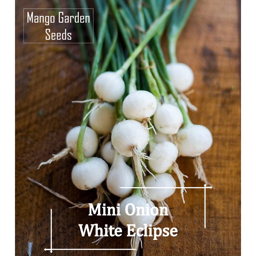 Mini White Eclipse Onion Seeds - 30 Seed *Pot Friendly* Tanam Pasu ...