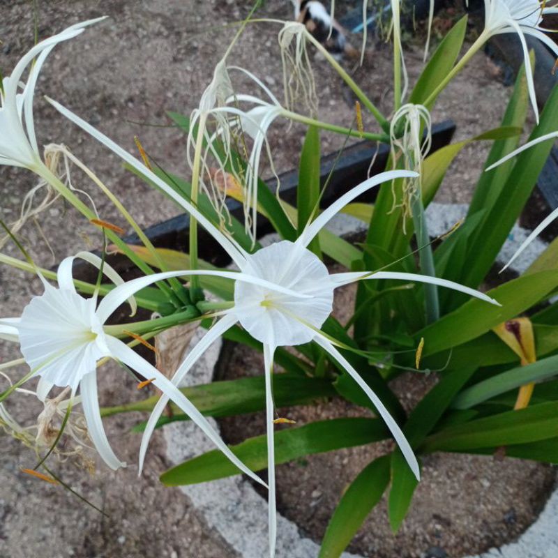 Spider lily/ bakung labah labah merah,,tanaman bebawang bunga cantik ...