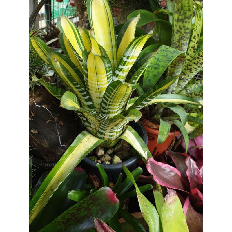 Bromeliad Aechmea Samurai's pup, cover photo as ref. | Shopee Malaysia