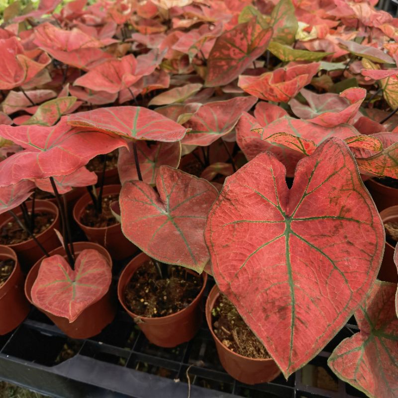 Caladium Festivia Pot 110-Pokok Keladi Hidup | Shopee Malaysia