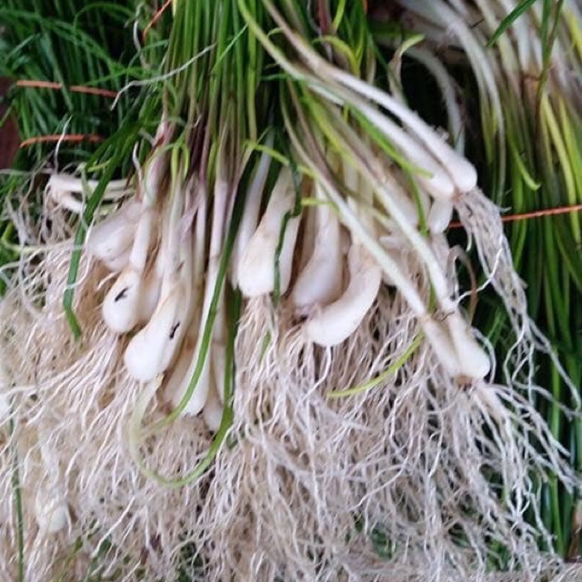 pokok lokio kesai @ kucai lokio @ jambak | Shopee Malaysia