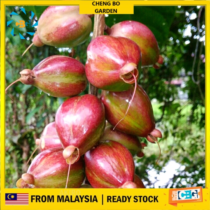 Anak Pokok Putat Rare Pokok Ulam | Shopee Malaysia