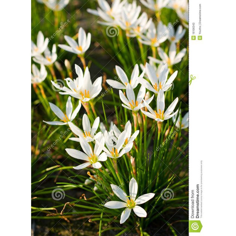 ANOR - White Rain Lily sapling / Anak Pokok Bunga Lili Putih | Shopee ...