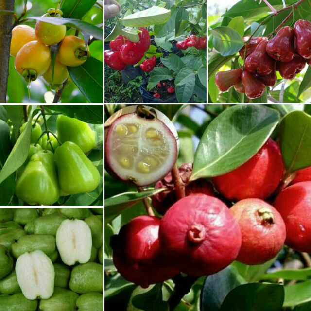 Anak pokok Jambu hybrid: Mawar/Bertih/JambuBol atau JambuKayu/MaduMerah ...