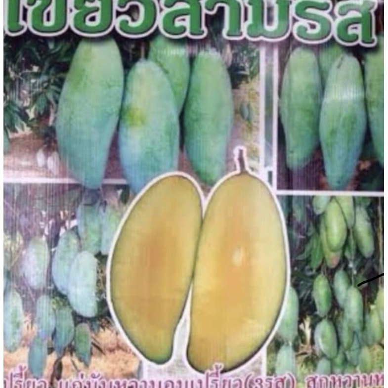 Pokok mangga tiga rasa hybrid Thai buah sedap | Shopee Malaysia