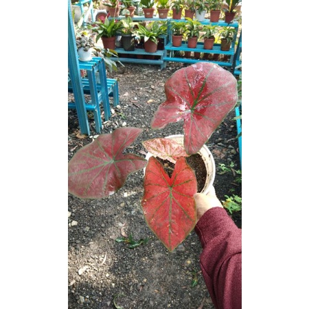 Keladi Festivia ( caladium ) | Shopee Malaysia