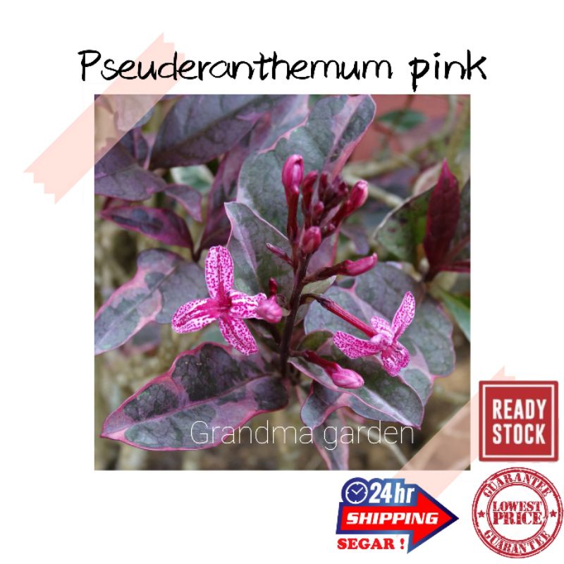(GG real plant) pseuderanthemum pink ^ purple false eranthemum pokok ...