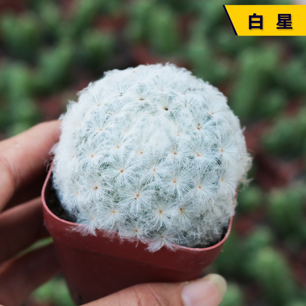 【Easy to bloom】Cactus Real-Life White Star Cactus Cactus Soft Fur ...