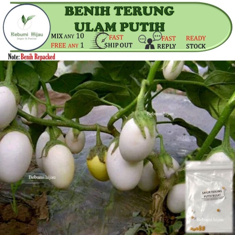 Satu pack 10 Biji benih sayur TERUNG ULAM PUTIH unik seeds | Shopee ...