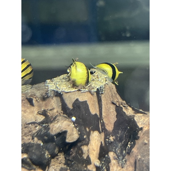 Bumblebee Aquascape Snail Horn Conch | Shopee Malaysia