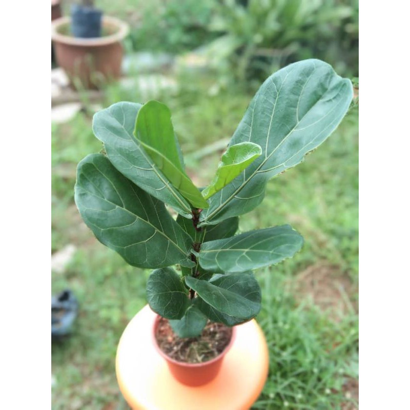 (ready stock) pokok ficus iyata FIDDLE FIG pokok hidup | Shopee Malaysia