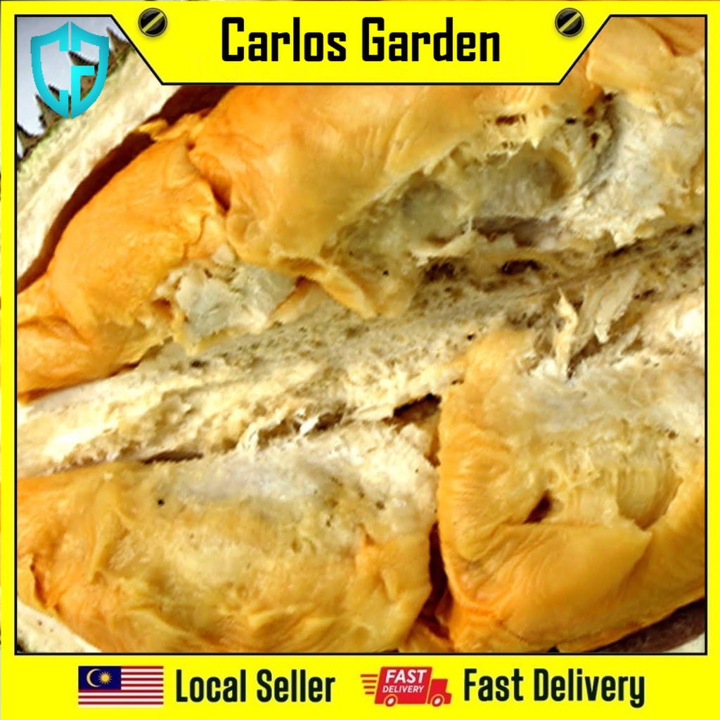 Anak Pokok Durian D2 Datok Nina Limited Edition Import Dari Thailand ...