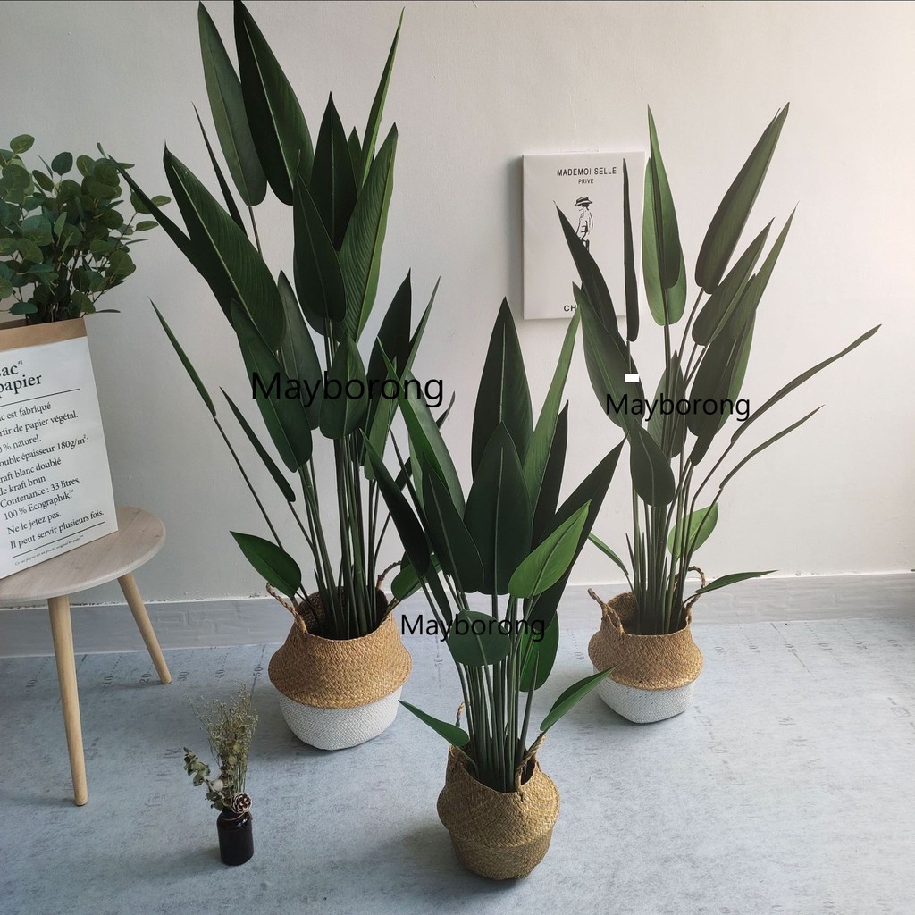 POKOK SKYBIRD TREE/ POKOK SKYBIRD PREMIUM/POKOK HIASAN | Shopee Malaysia