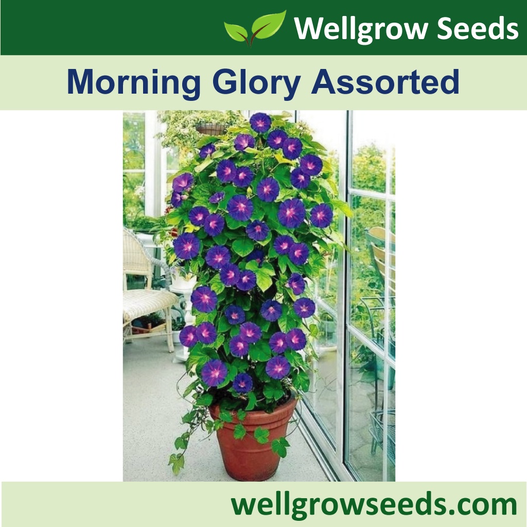 Morning Glory Assorted Flower Seeds Wellgrow Seeds | Shopee Malaysia