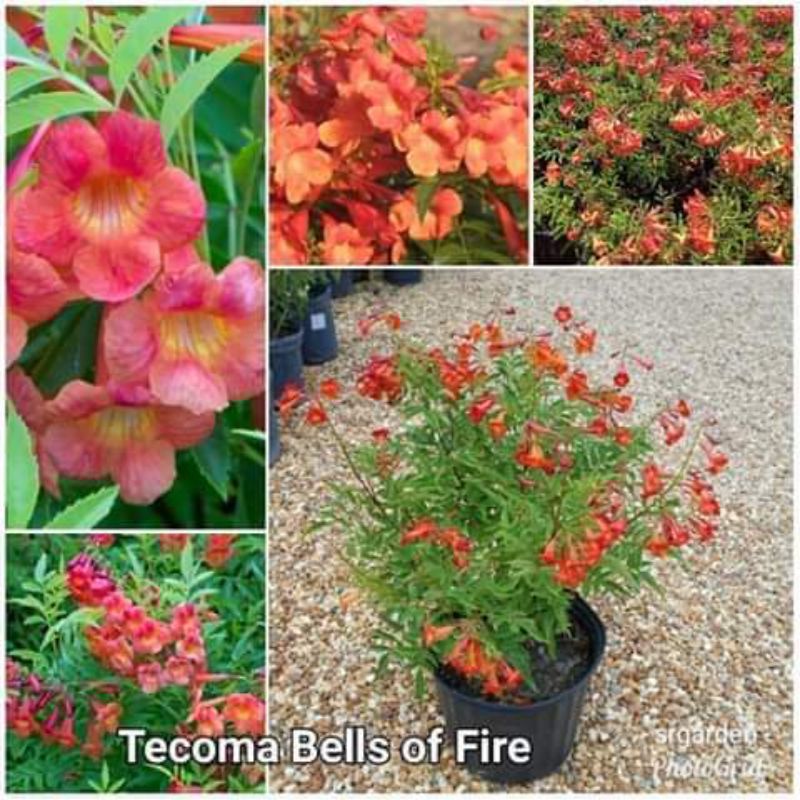 KKB Tecoma 'Bells of Fire', Red Tecoma | Shopee Malaysia