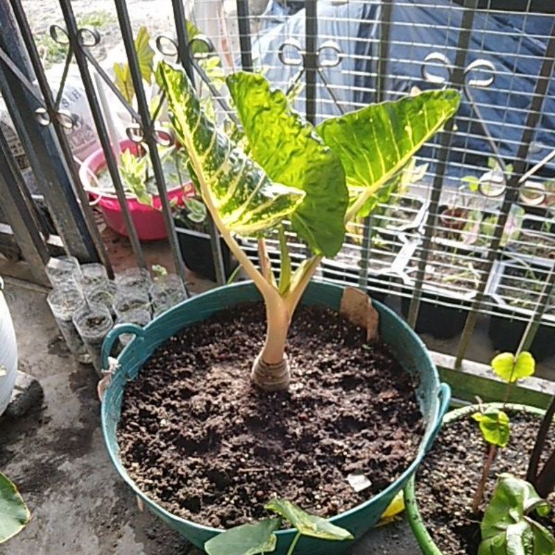 Alocasia Guenia Gold . Keladi 916 . pokok Induk. Viral!!!! Ready Stock ...