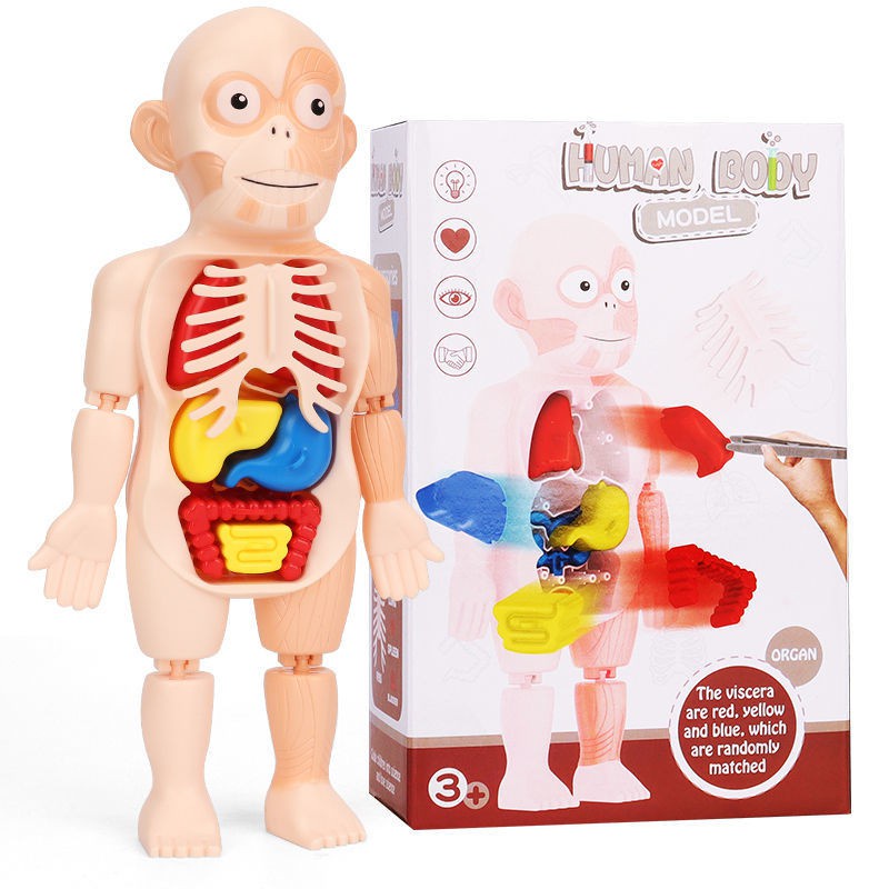 [Ready Stock] Human Body Anatomy Organs DIY Assemblable for Kids 17 ...