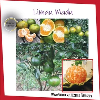 Buy limau Online With Best Price, Jul 2024 | Shopee Malaysia