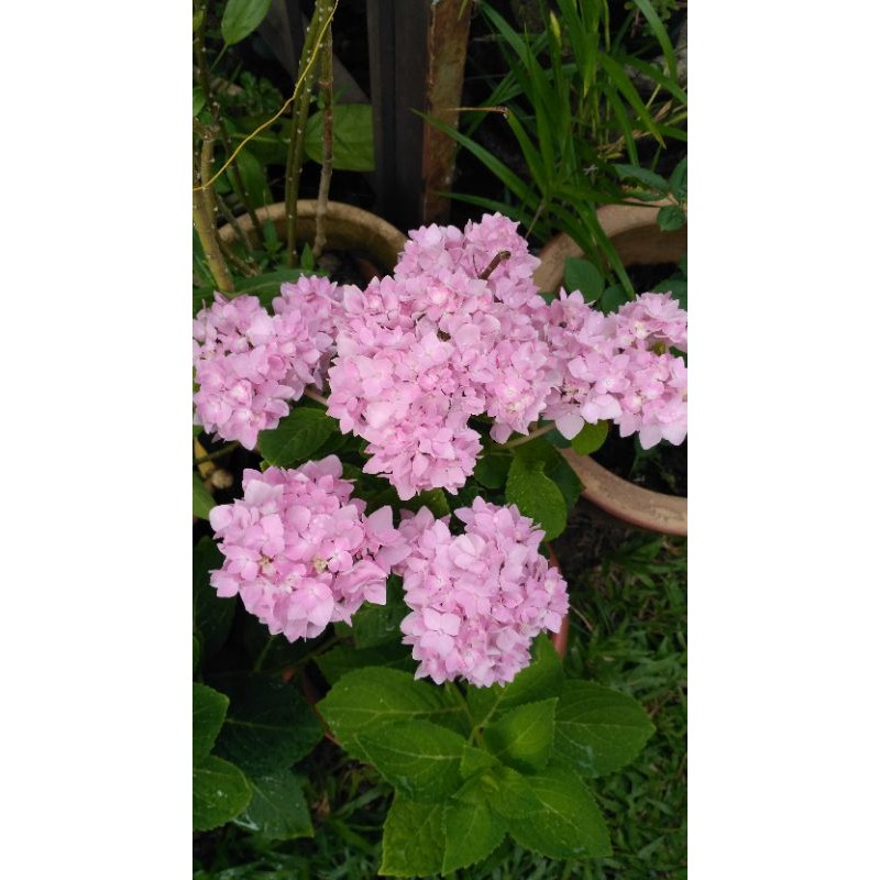 Hydrangea Siti Zubaidah kampung Bunga 3 bulan pokok hidup | Shopee Malaysia