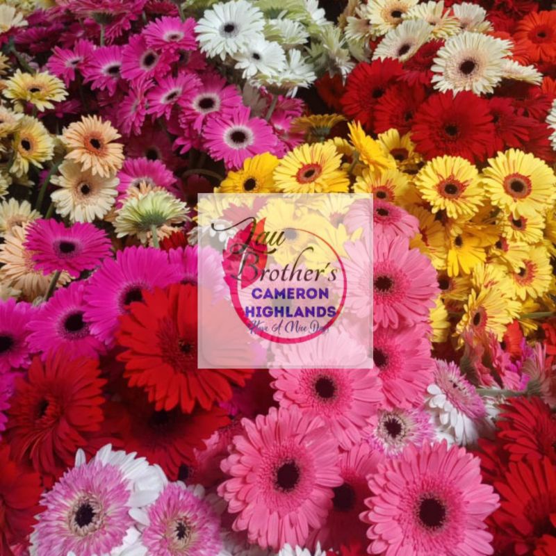 LB Gerbera Daisy - Assorted Color (10 Stalks). Cameron Highlands. Bunga ...