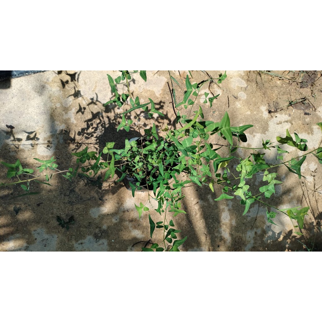 DAUN RERAMA HIJAU ASLI / POKOK HERBA by AL PLANT | Shopee Malaysia