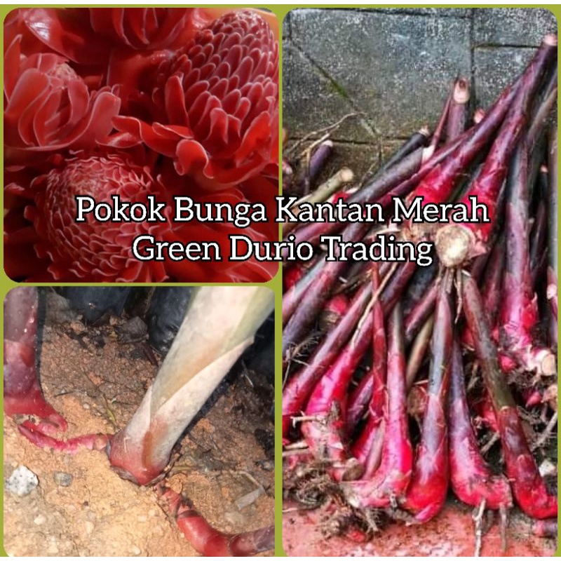 POKOK BUNGA KANTAN MERAH RARE | Shopee Malaysia