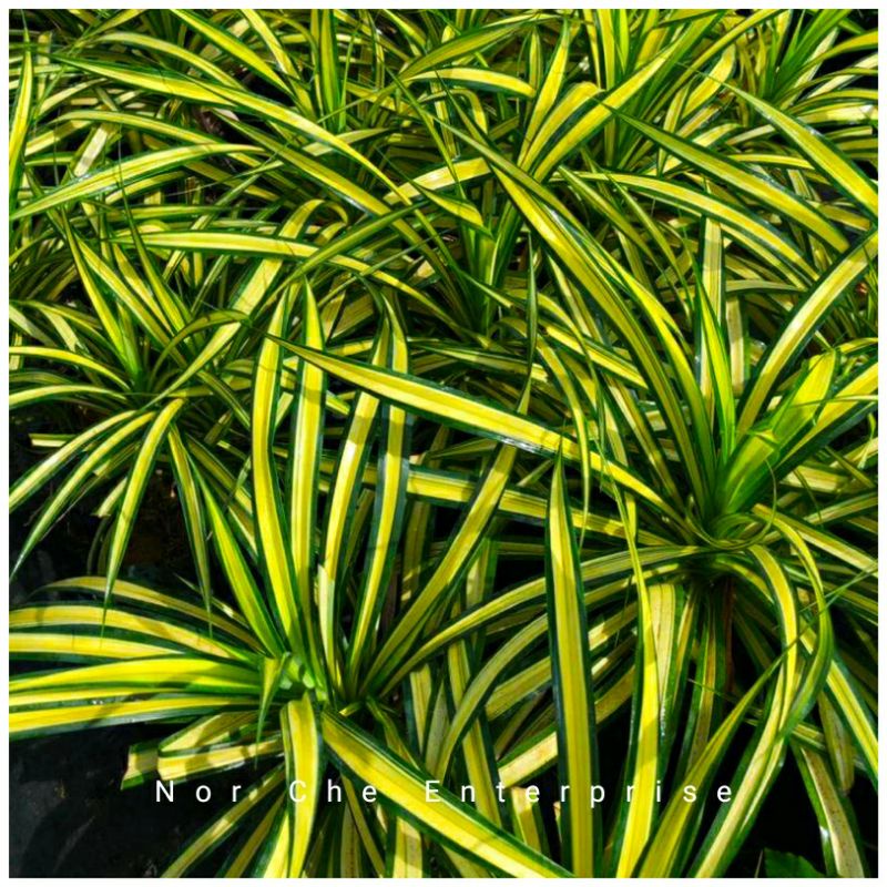 Semaian Berkualiti Anak Pokok Pandan Kuning Hiasan Pokok Renek Mudah ...