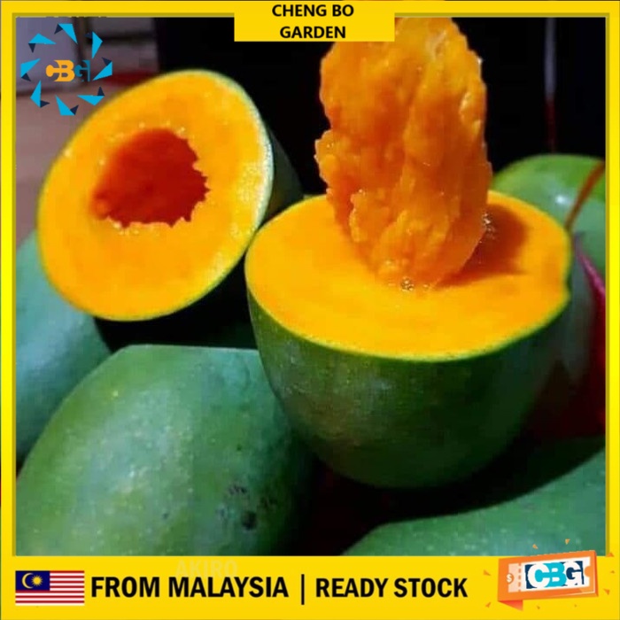 Anak Pokok Mangga Mas Hitam Pokok Kawin Import Dari Thailand | Shopee ...