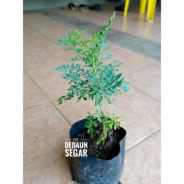Pokok Daun Garuda / Daun Busuk | Shopee Malaysia