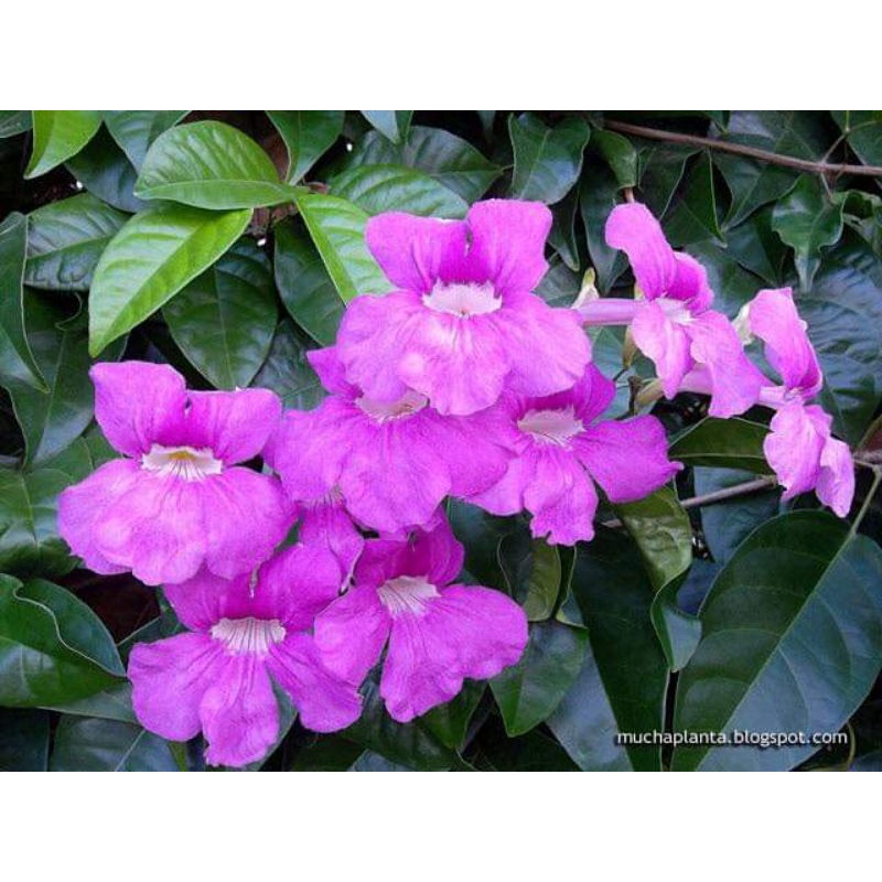 Pokok Bunga Memanjat Vine Garlic Frangipani Tassel Rubber curtain glow ...