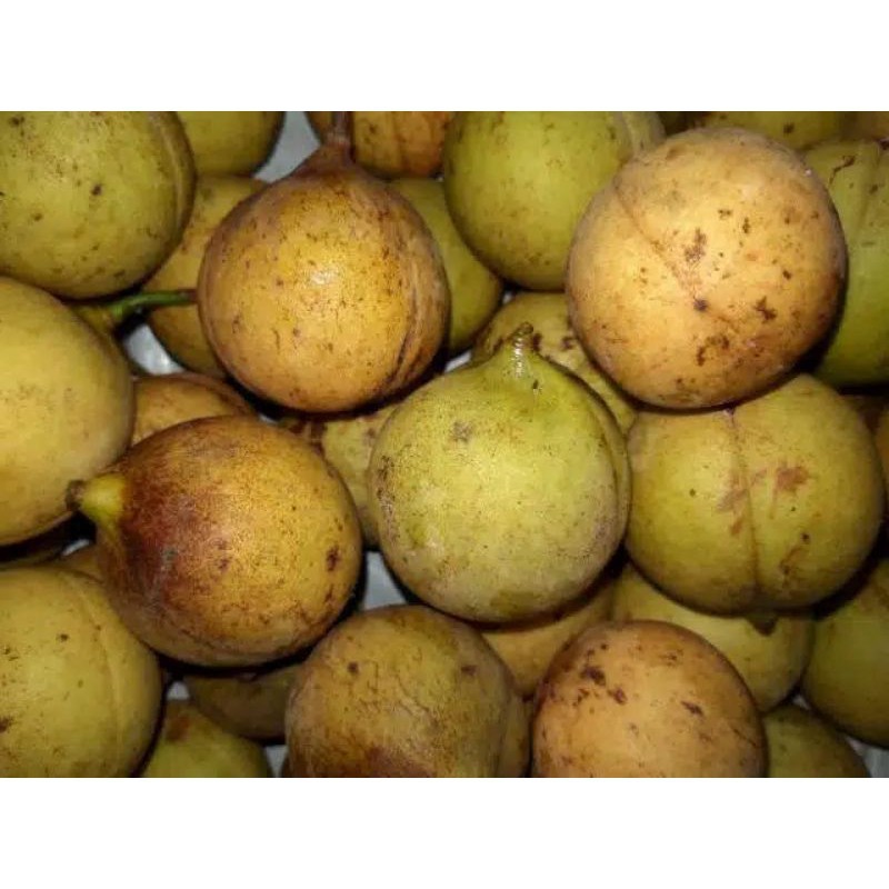 Fresh WET PALA FRUIT 1kg | Shopee Malaysia