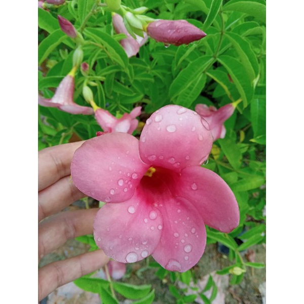 Anak Pokok Bunga Loceng Purple | Shopee Malaysia