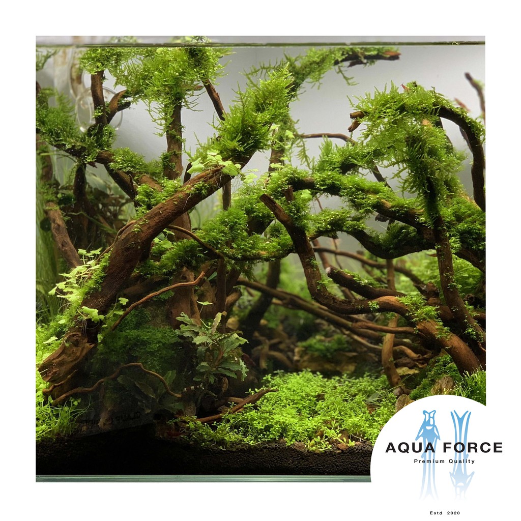 JAVA MOSS / PELIA MOSS / CHRISTMAS MOSS / MOSS TREE - aquarium ...
