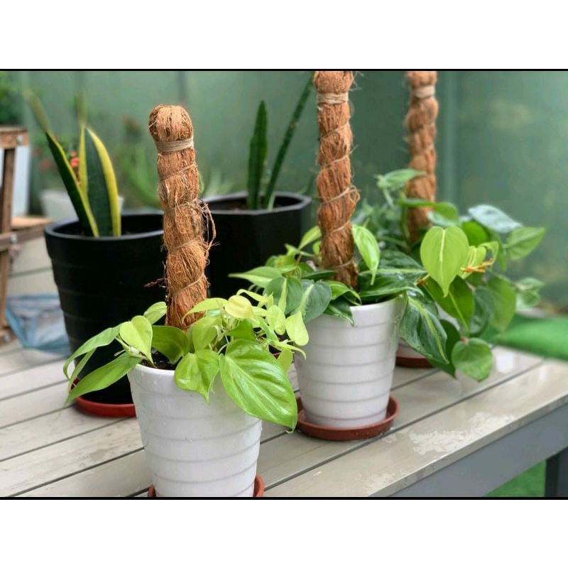 coco stick cocopeat\ plant support \ peat coir stick \ blooms nursery ...